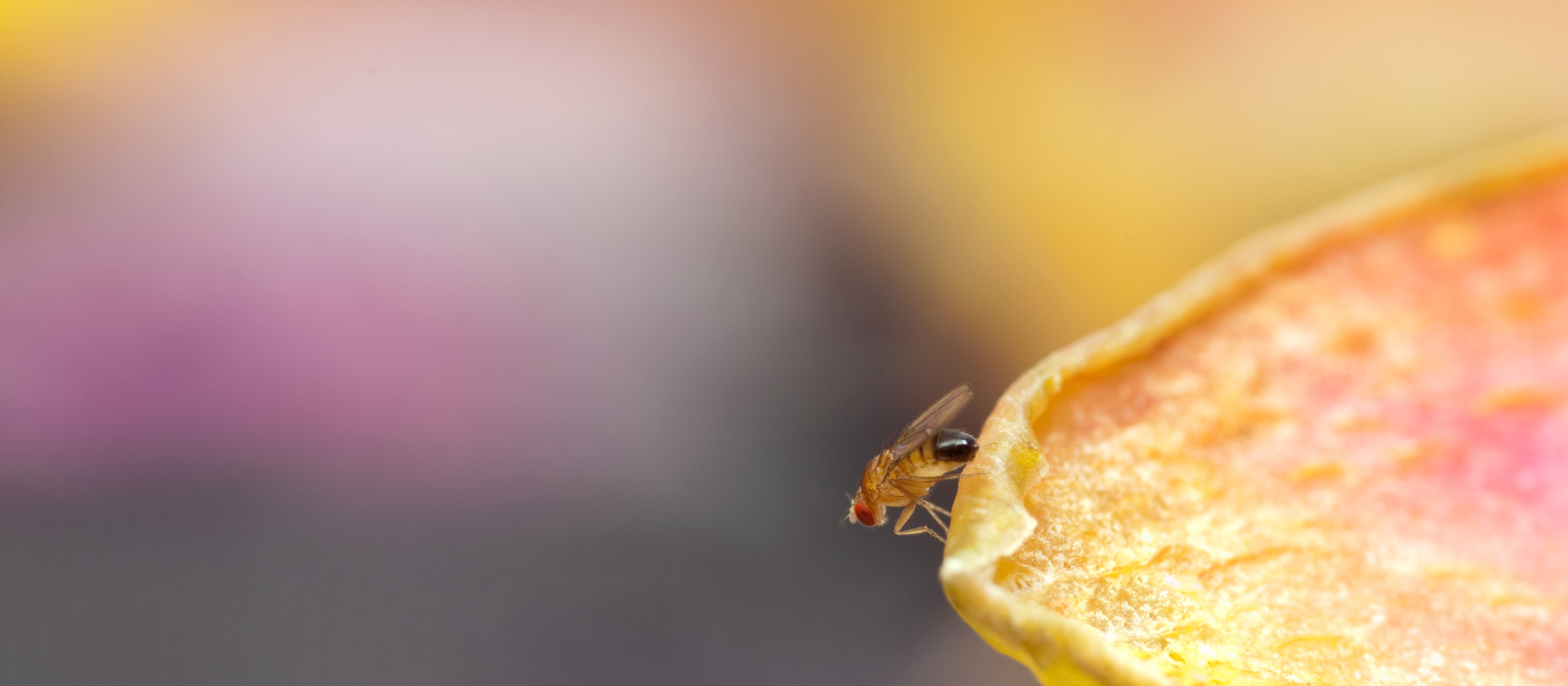 Two Poems by Maya Jacyszyn – UNFORTUNATELY,